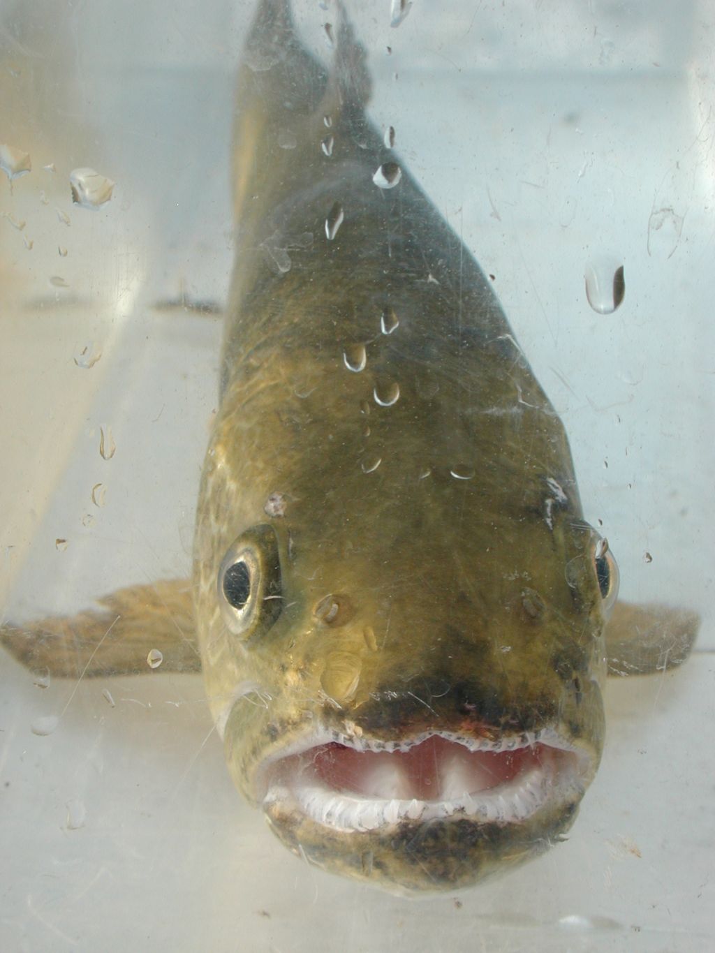 Trout - Salmo marmoratus - Cuvier, 1829