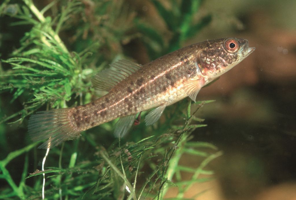 European Mud-minnow - Umbra krameri - Walbaum, 1792
