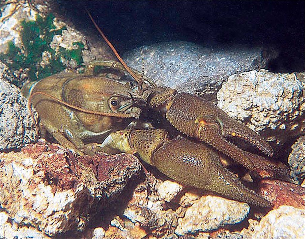 Atlantic stream crayfish - Austropotamobius pallipes - (Lereboullet, 1858)