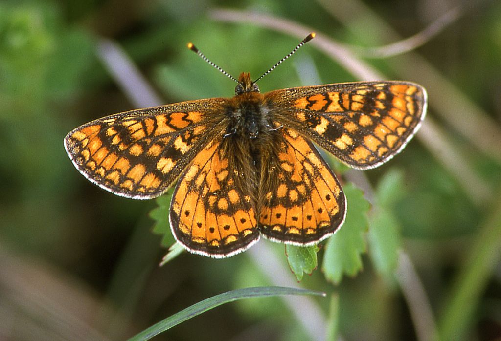 Marsh Fritillary - Euphydryas aurinia - (Rottemburg, 1775)