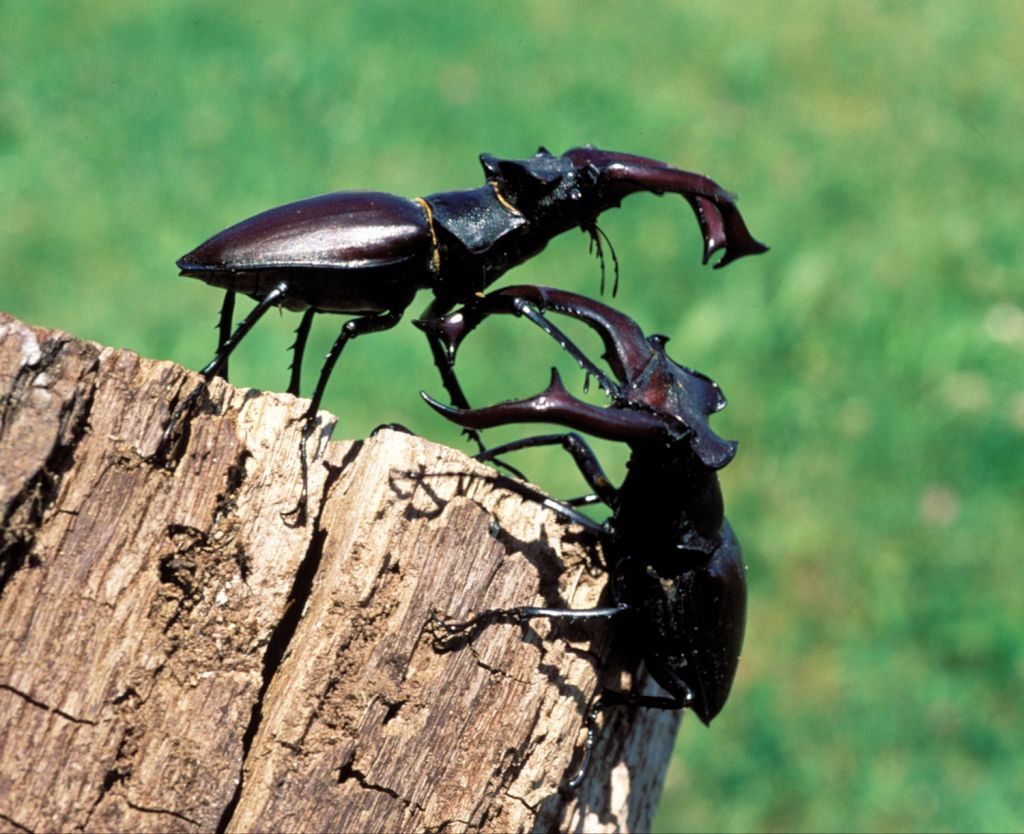 Stag Beetle - Lucanus cervus - (Linnaeus, 1758)