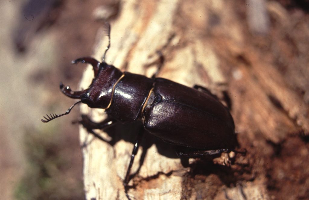 Stag Beetle - Lucanus cervus - (Linnaeus, 1758)
