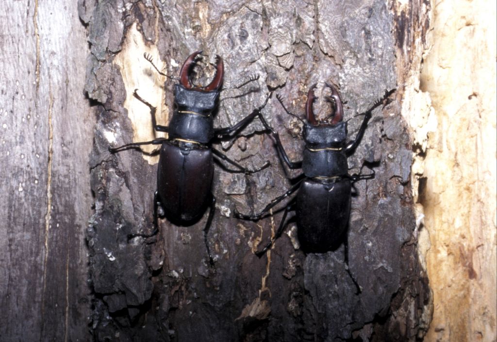 Stag Beetle - Lucanus cervus - (Linnaeus, 1758)