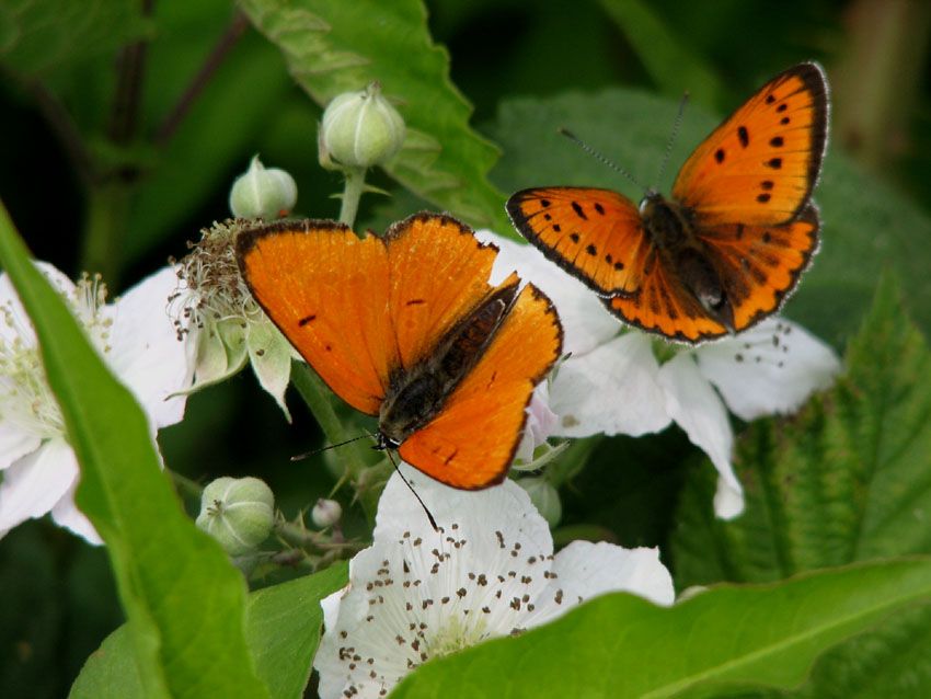 Large Copper - Lycaena dispar - Haworth, 1803