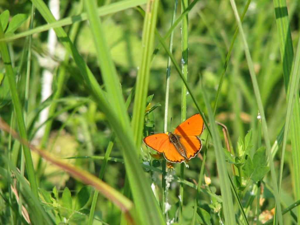 Large Copper - Lycaena dispar - Haworth, 1803
