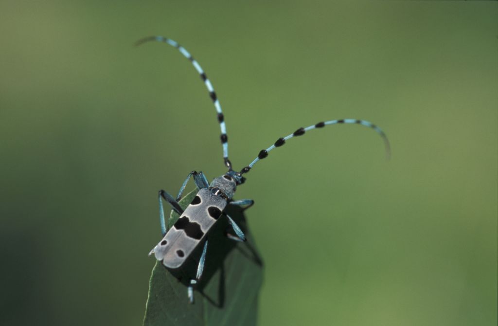 Rosalia alpina - (Linnaeus, 1758)