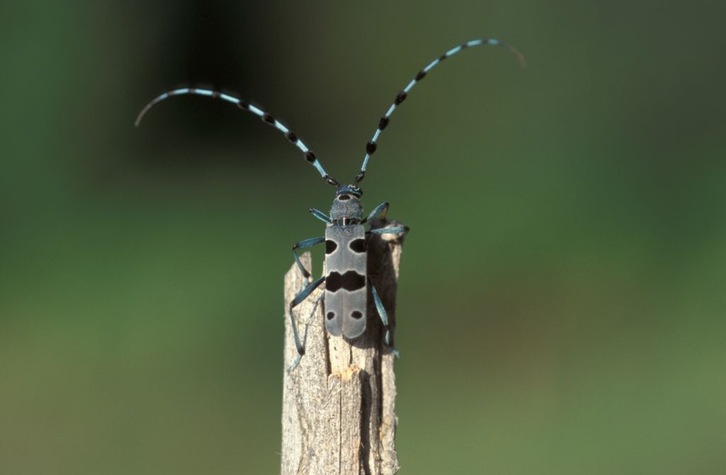Rosalia alpina - (Linnaeus, 1758)