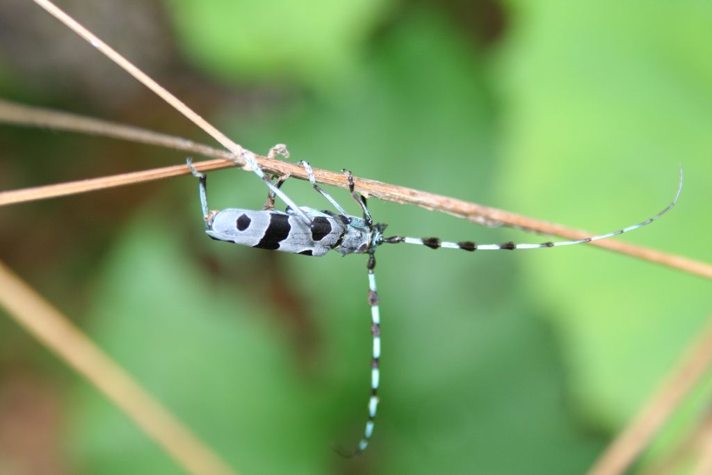 Rosalia alpina - (Linnaeus, 1758)