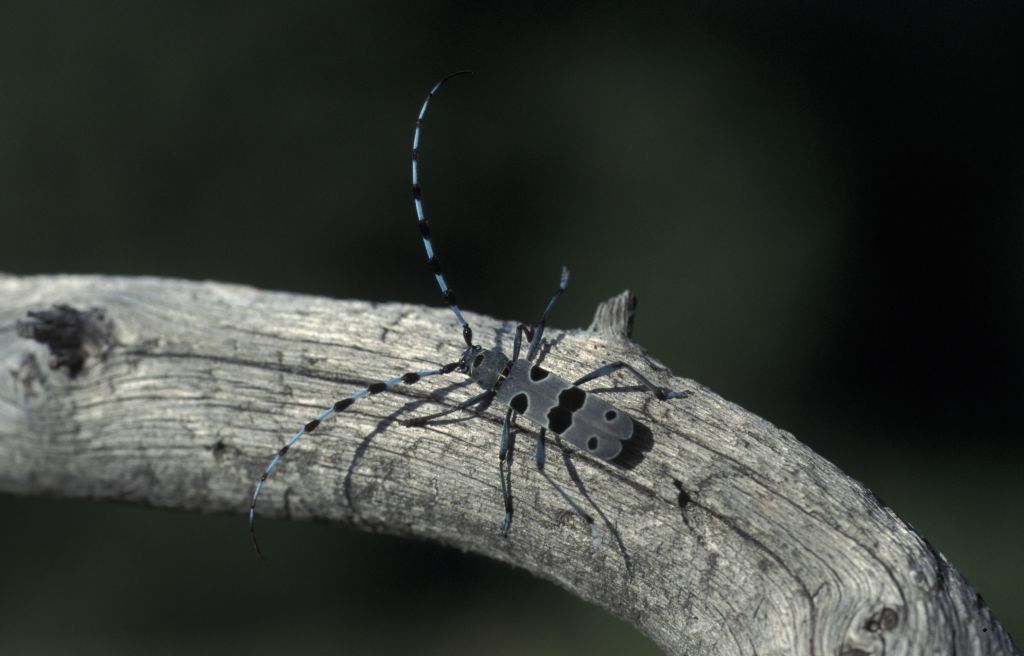 Rosalia alpina - (Linnaeus, 1758)