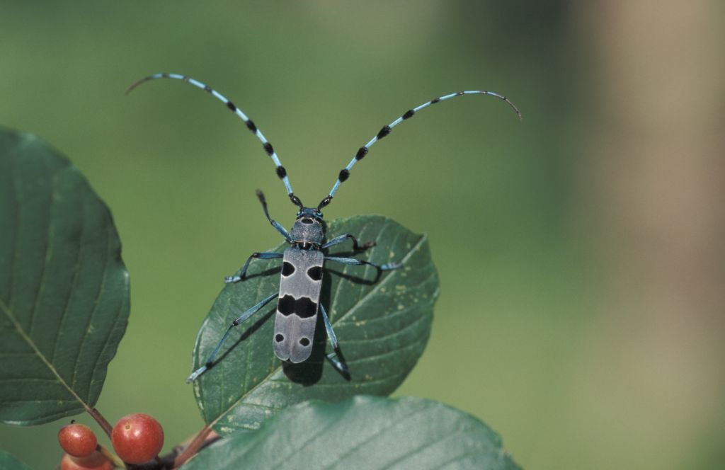 Rosalia alpina - (Linnaeus, 1758)