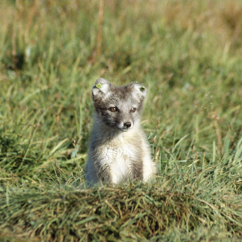 Arctic fox - Alopex lagopus - (Linnaeus, 1758)