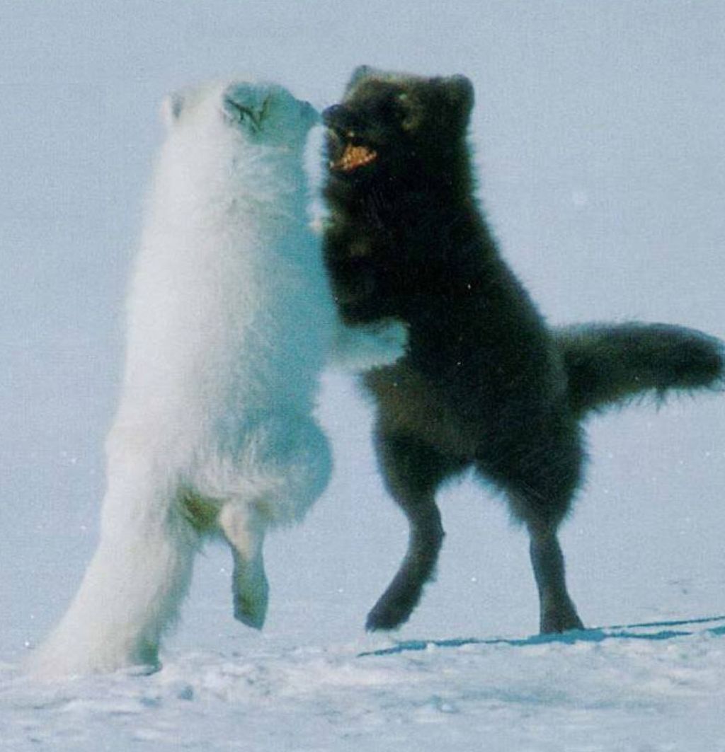 Arctic fox - Alopex lagopus - (Linnaeus, 1758)