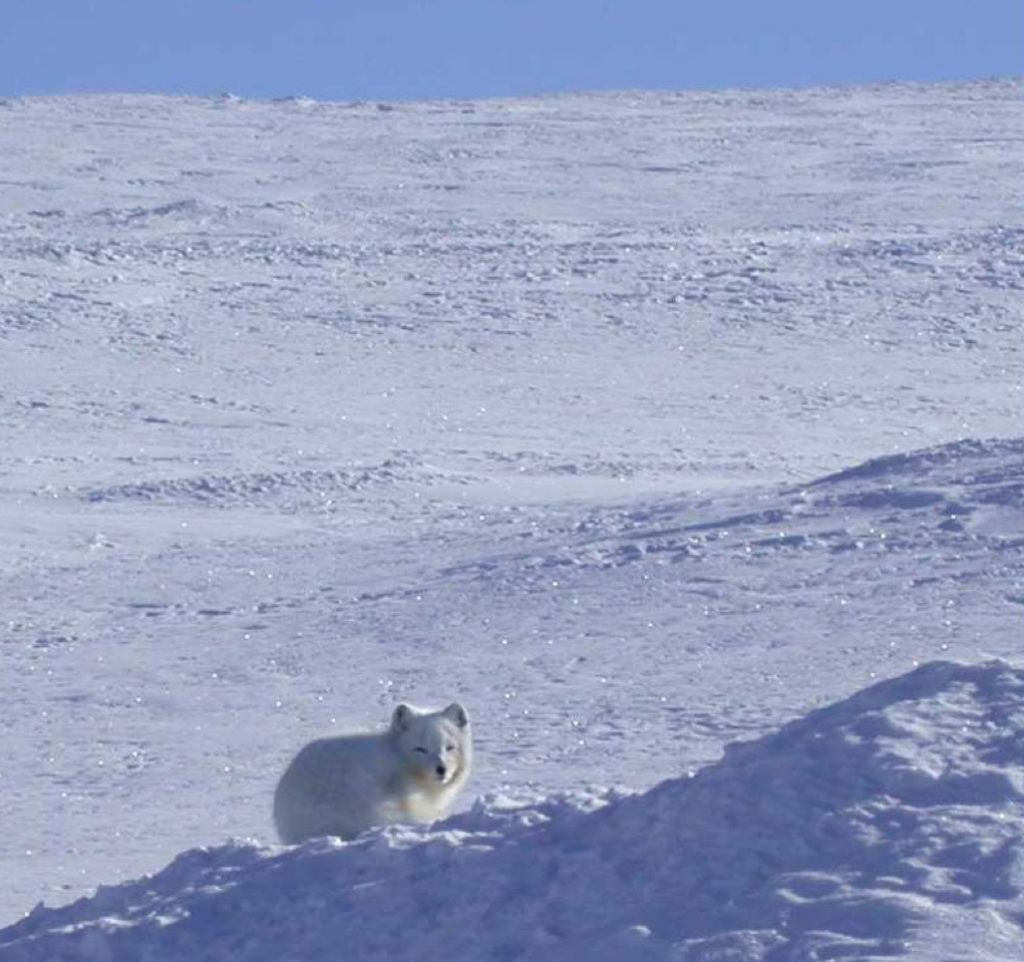 Arctic fox - Alopex lagopus - (Linnaeus, 1758)