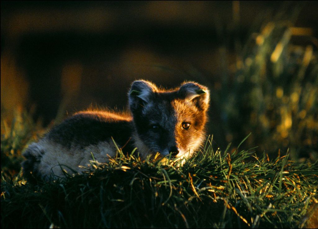Arctic fox - Alopex lagopus - (Linnaeus, 1758)