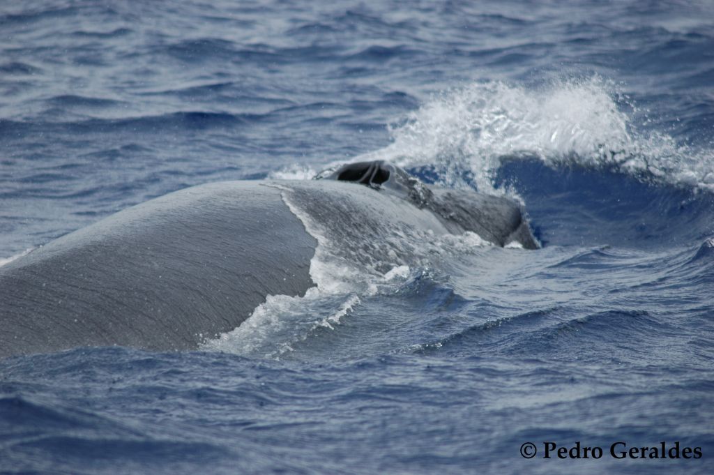 Balaenoptera edeni - Anderson, 1878
