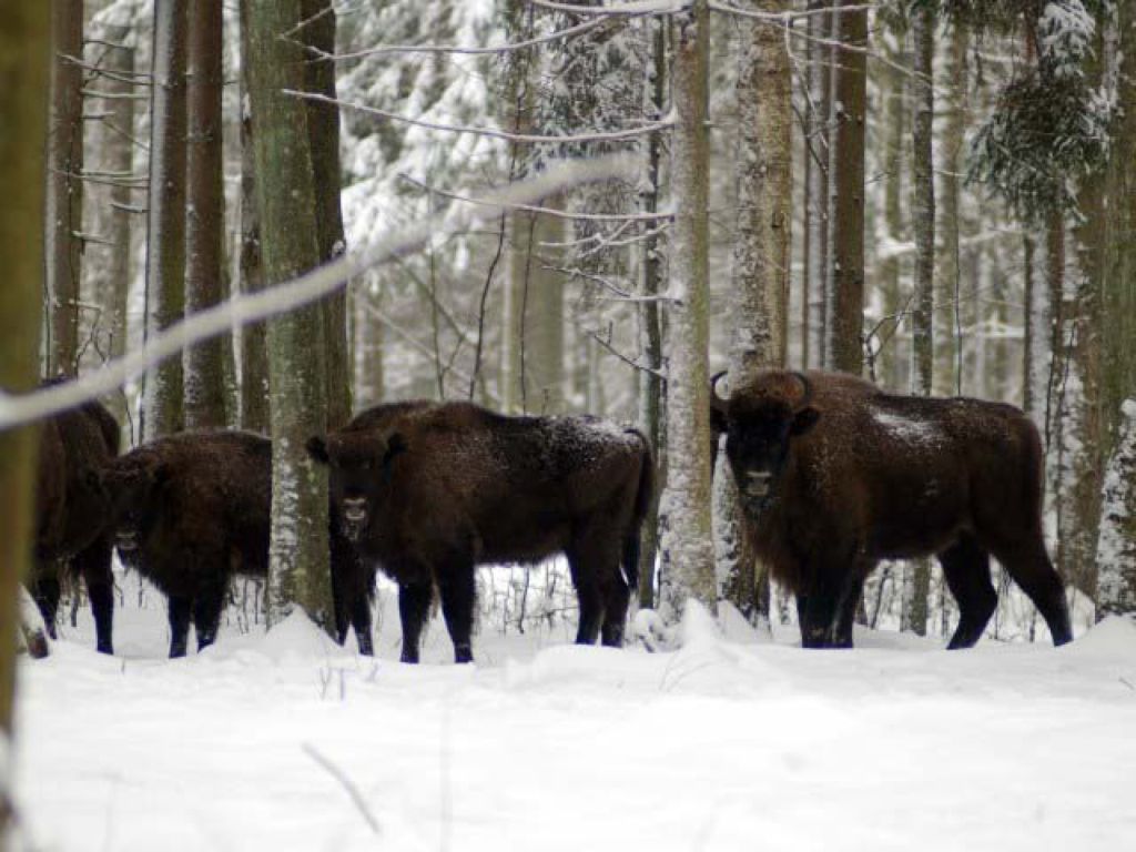 European bison - Bison bonasus - (Linnaeus, 1758)