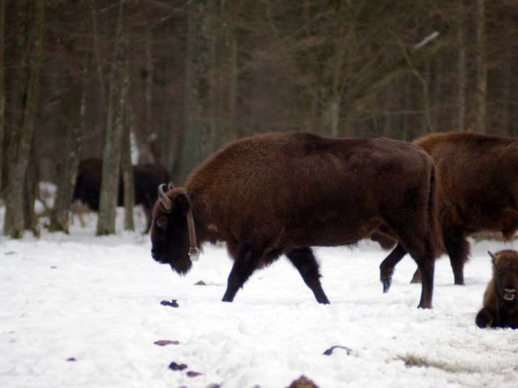 European bison - Bison bonasus - (Linnaeus, 1758)
