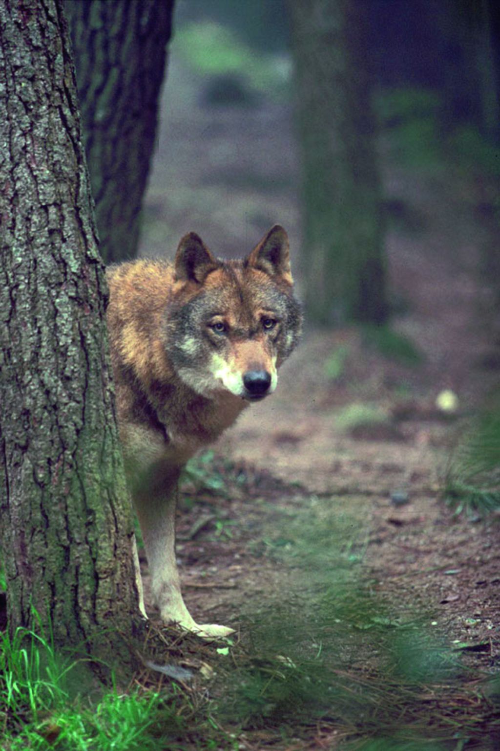 Wolf - Canis lupus - Linnaeus, 1758