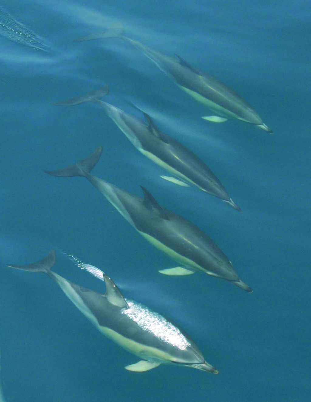 Delphinus delphis - Linnaeus, 1758