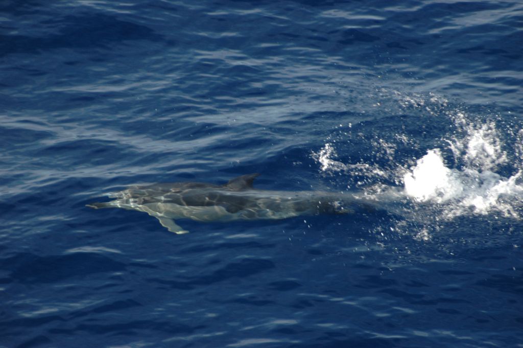 Delphinus delphis - Linnaeus, 1758