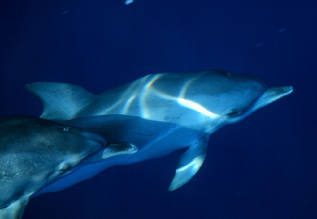 Delphinus delphis - Linnaeus, 1758