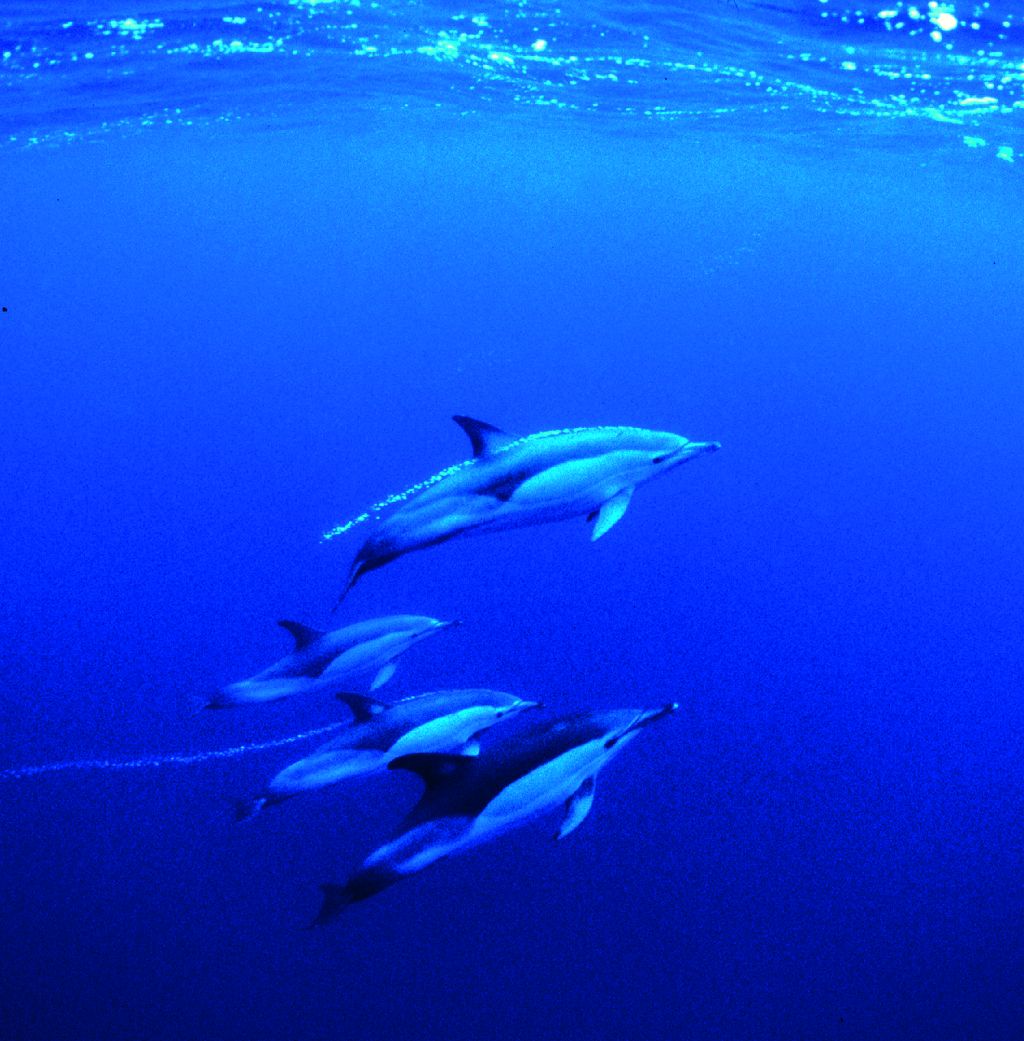 Delphinus delphis - Linnaeus, 1758