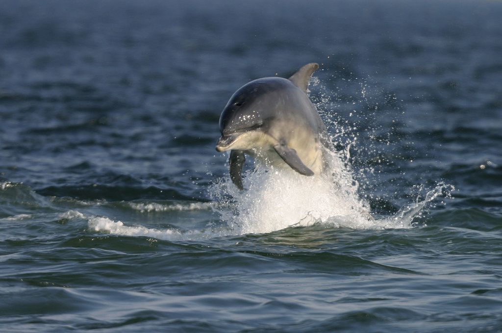 Delphinus delphis - Linnaeus, 1758