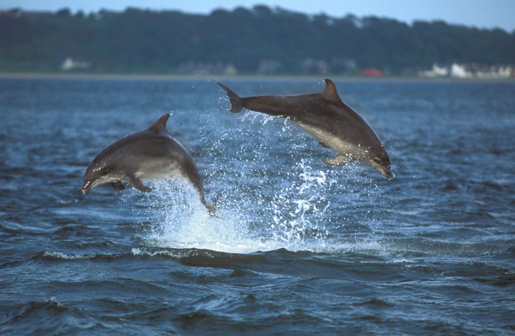 Delphinus delphis - Linnaeus, 1758