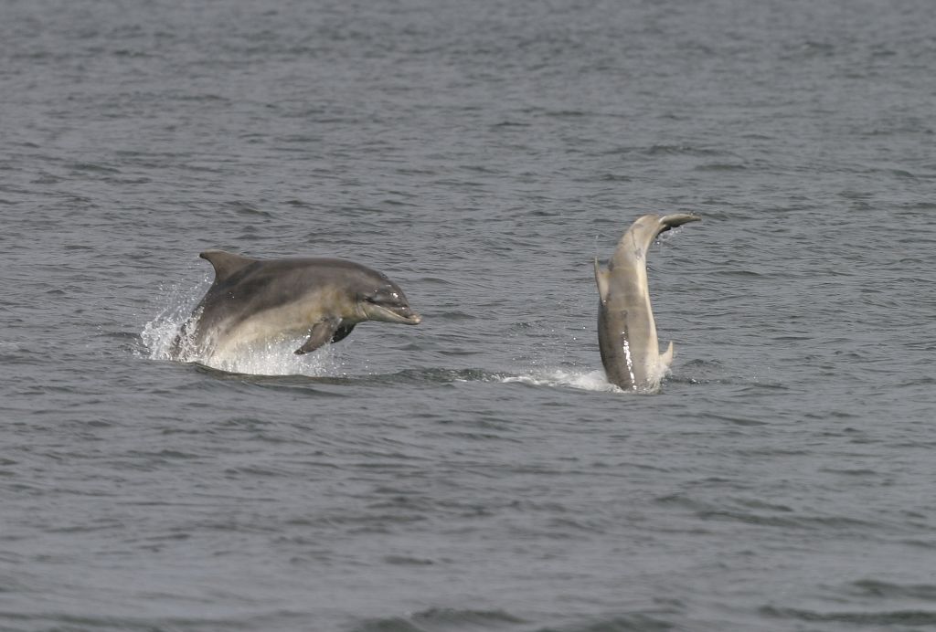 Delphinus delphis - Linnaeus, 1758