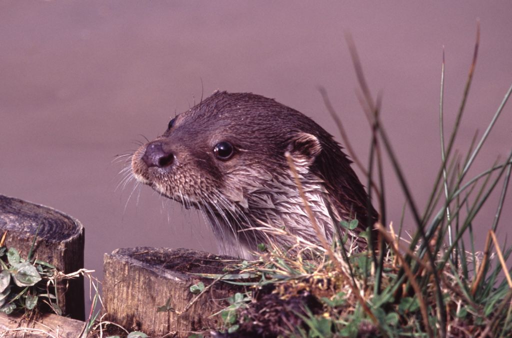 Eurasian otter - Lutra lutra - (Linnaeus, 1758)