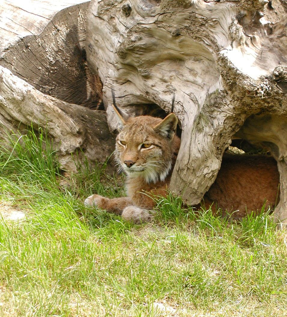 Lynx - Lynx lynx - (Linnaeus, 1758)