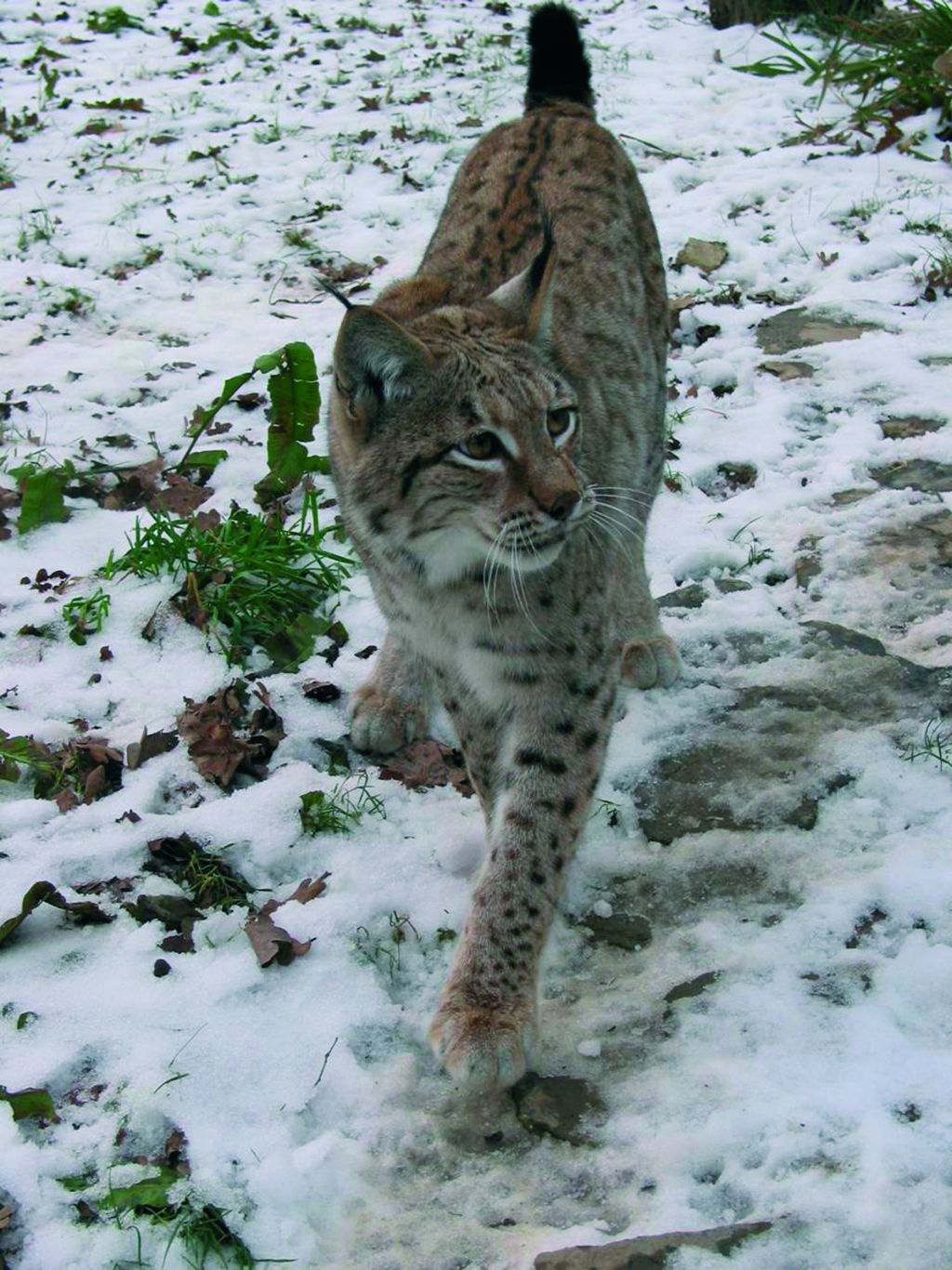 Lynx - Lynx lynx - (Linnaeus, 1758)