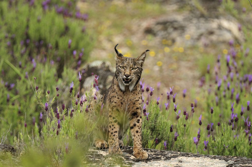Iberian lynx - Lynx pardinus - (Temminck, 1827)