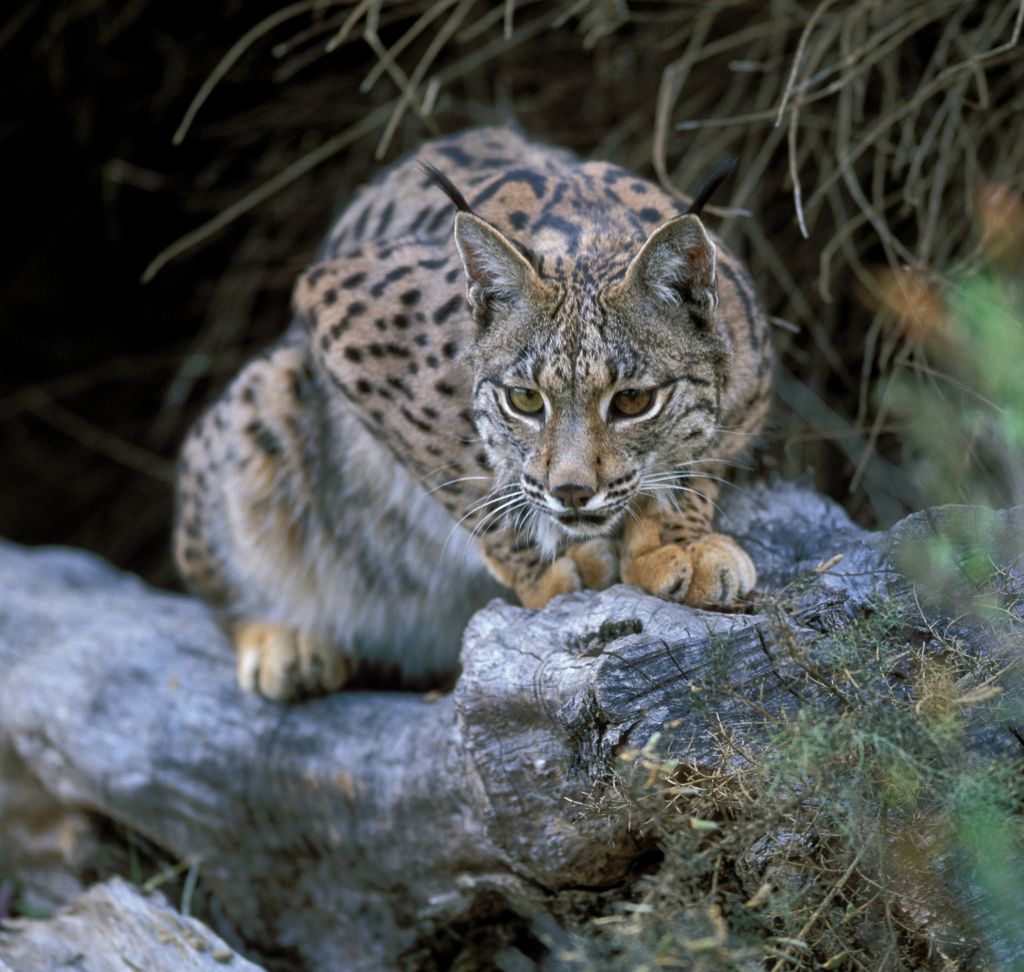 Iberian lynx - Lynx pardinus - (Temminck, 1827)