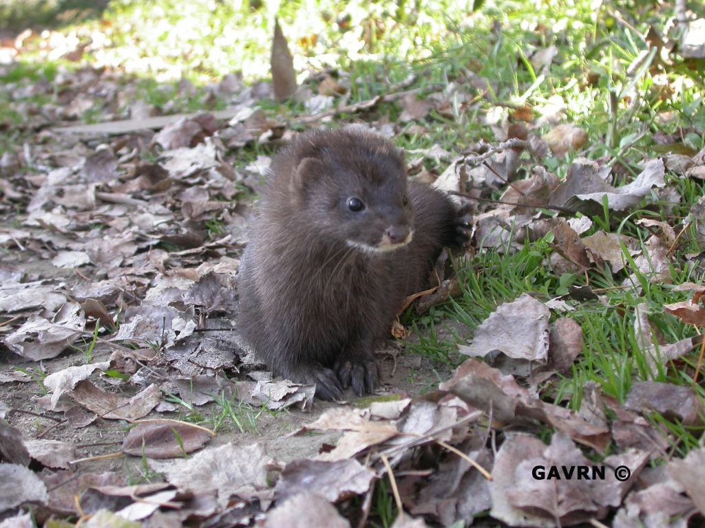 European mink - Mustela lutreola - (Linnaeus, 1761)