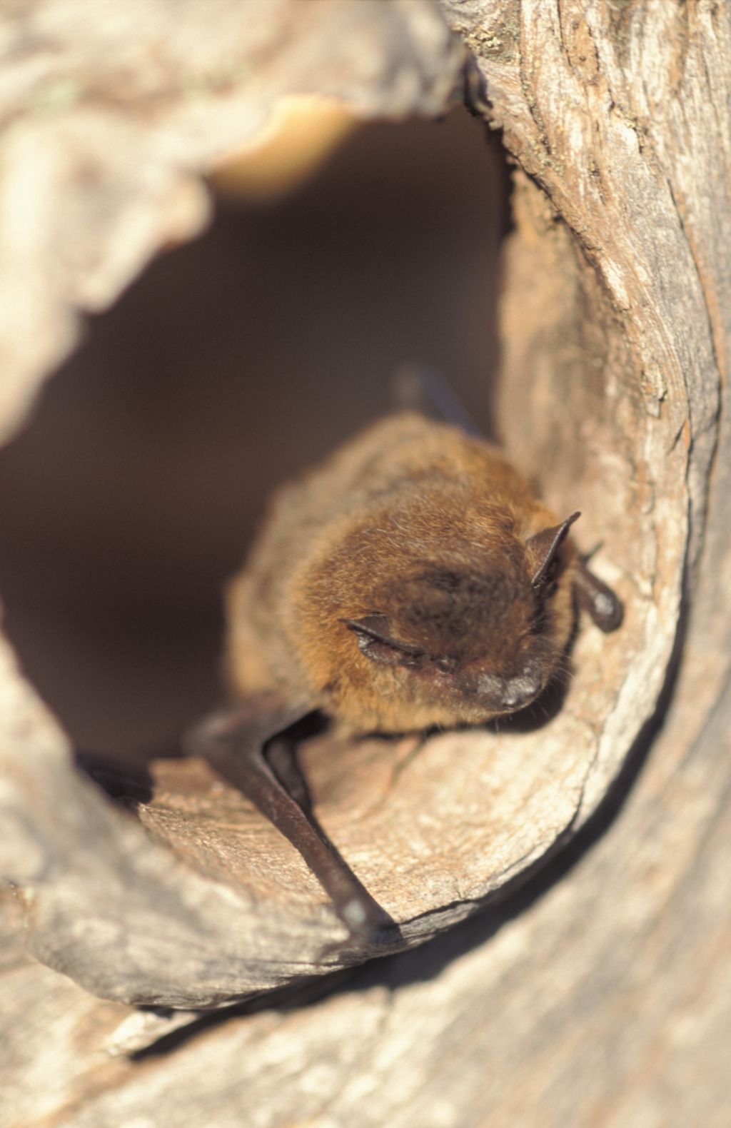 Greater mouse-eared bat - Myotis myotis - (Borkhausen, 1797)