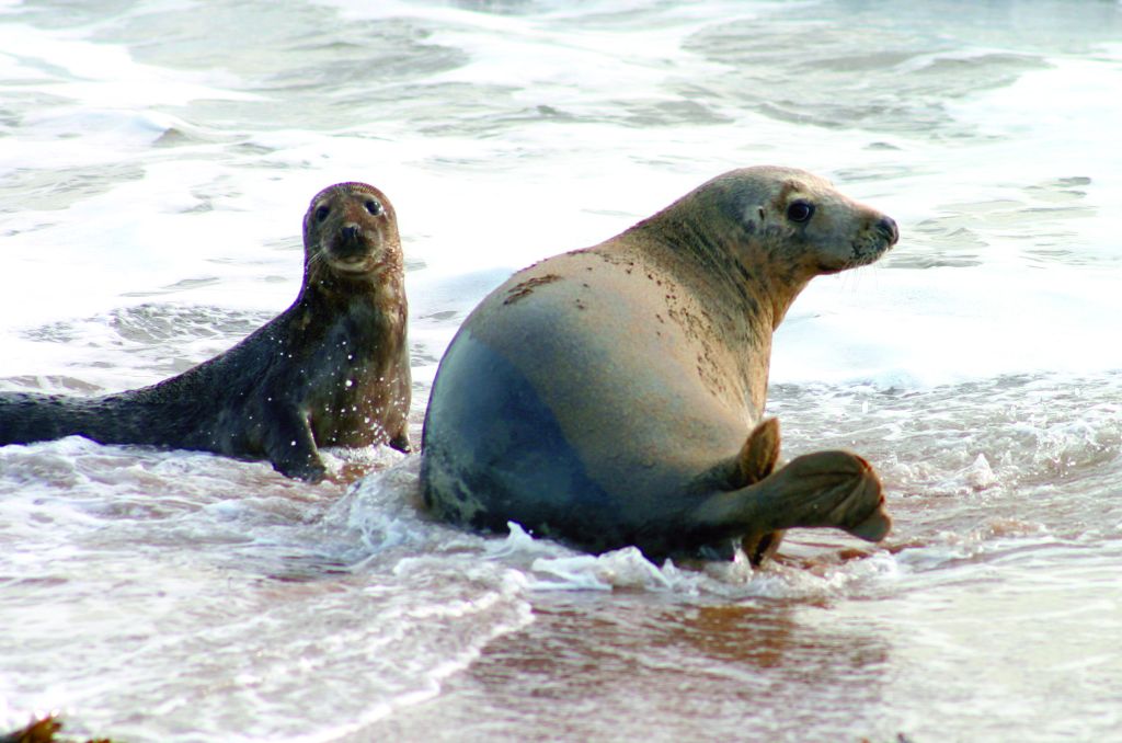 Common seal - Phoca vitulina - Linnaeus, 1758