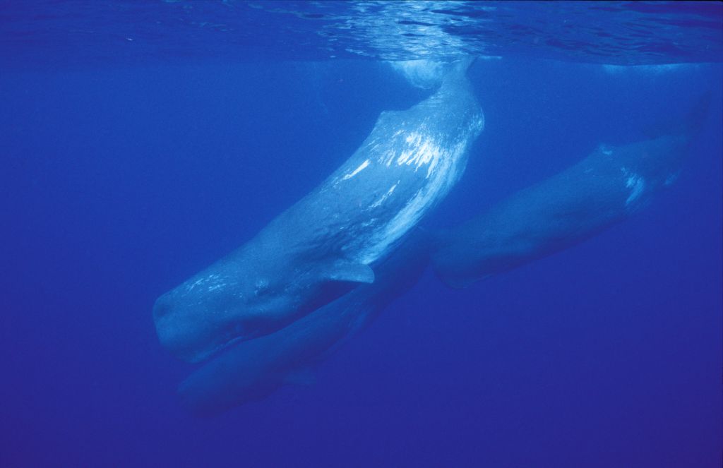 Physeter macrocephalus - Linnaeus, 1758