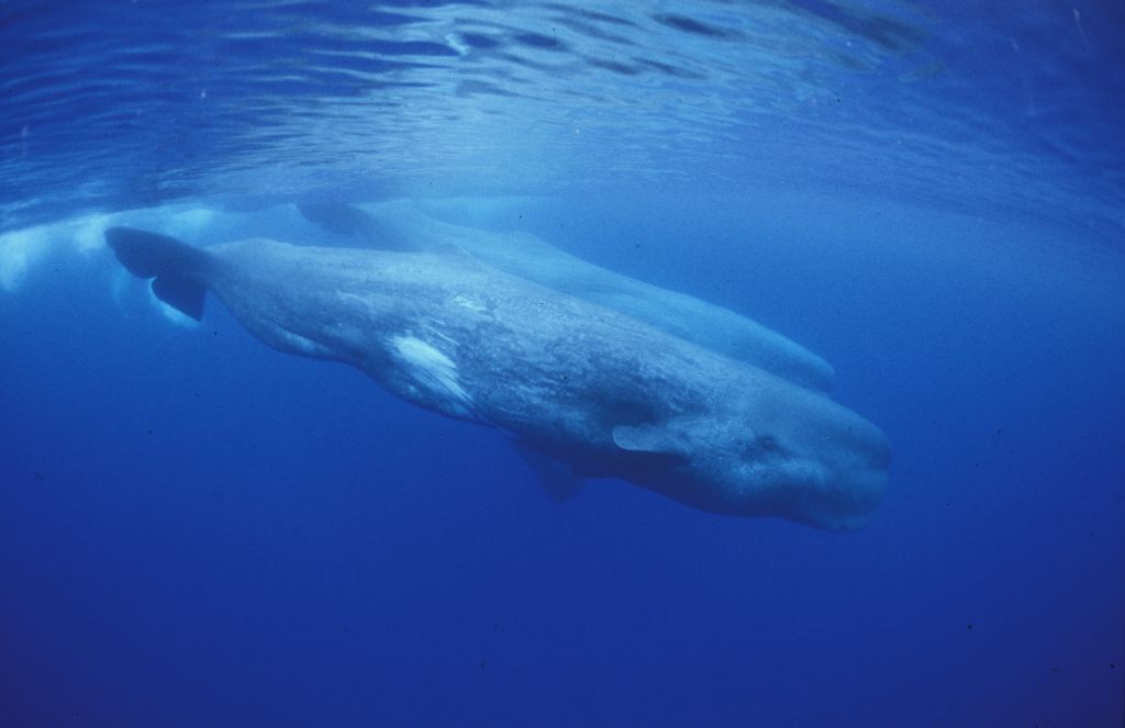 Physeter macrocephalus - Linnaeus, 1758
