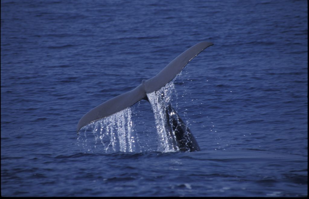 Physeter macrocephalus - Linnaeus, 1758