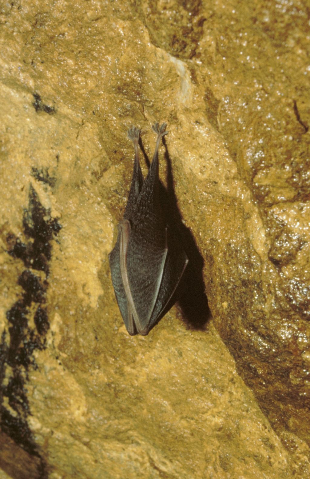 Lesser horseshoe bat - Rhinolophus hipposideros - (Bechstein, 1800)