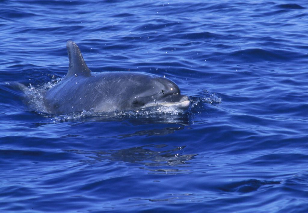Bottle-nosed Dolphin - Tursiops truncatus - (Montagu, 1821)