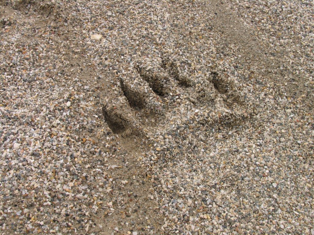 Brown bear - Ursus arctos - Linnaeus, 1758