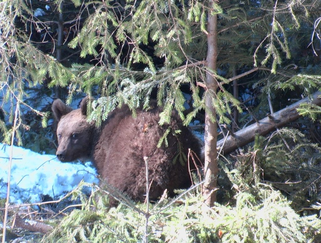 Brown bear - Ursus arctos - Linnaeus, 1758
