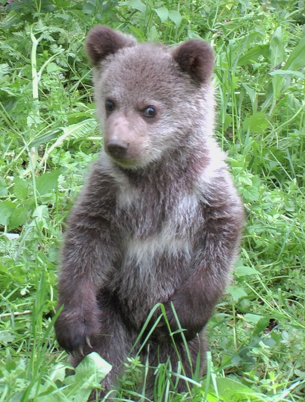 Brown bear - Ursus arctos - Linnaeus, 1758