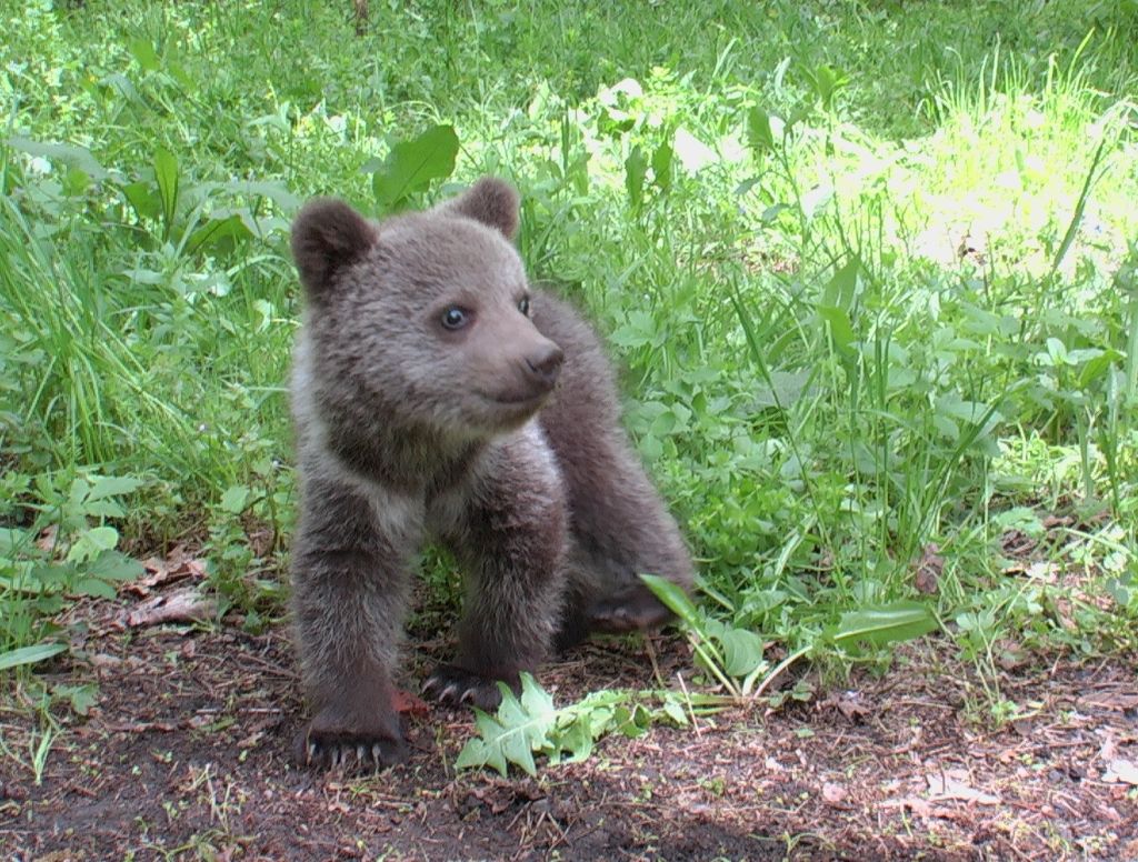 Brown bear - Ursus arctos - Linnaeus, 1758