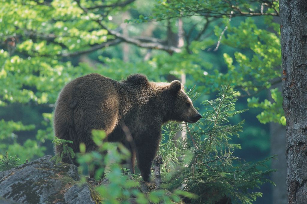 Brown bear - Ursus arctos - Linnaeus, 1758