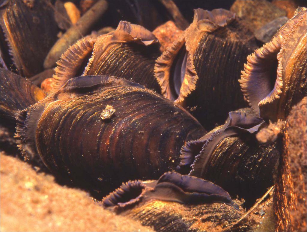 Freshwater Pearl Mussel - Margaritifera margaritifera - (Linnaeus, 1758)