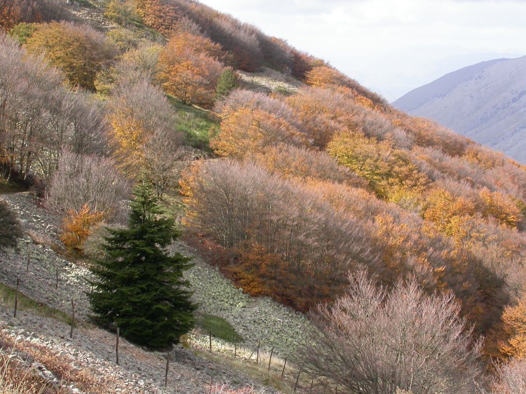 Abies nebrodensis - (Lojac.) Mattei