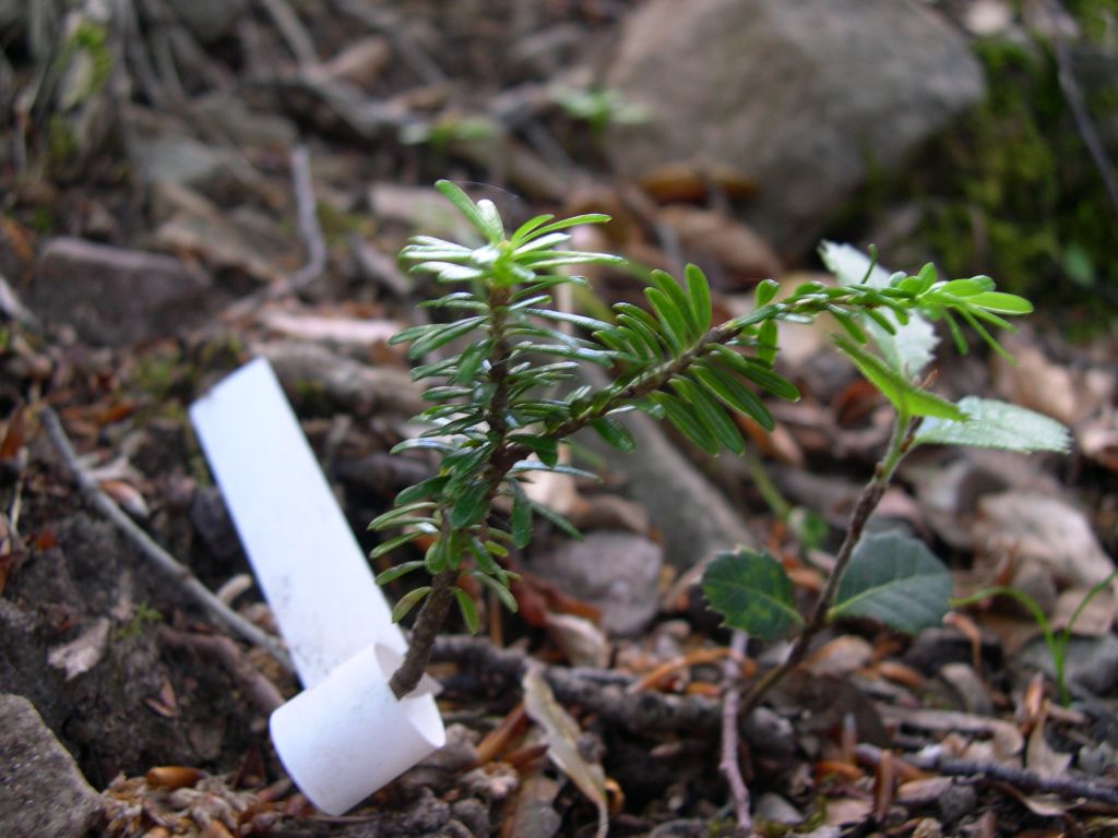 Abies nebrodensis - (Lojac.) Mattei